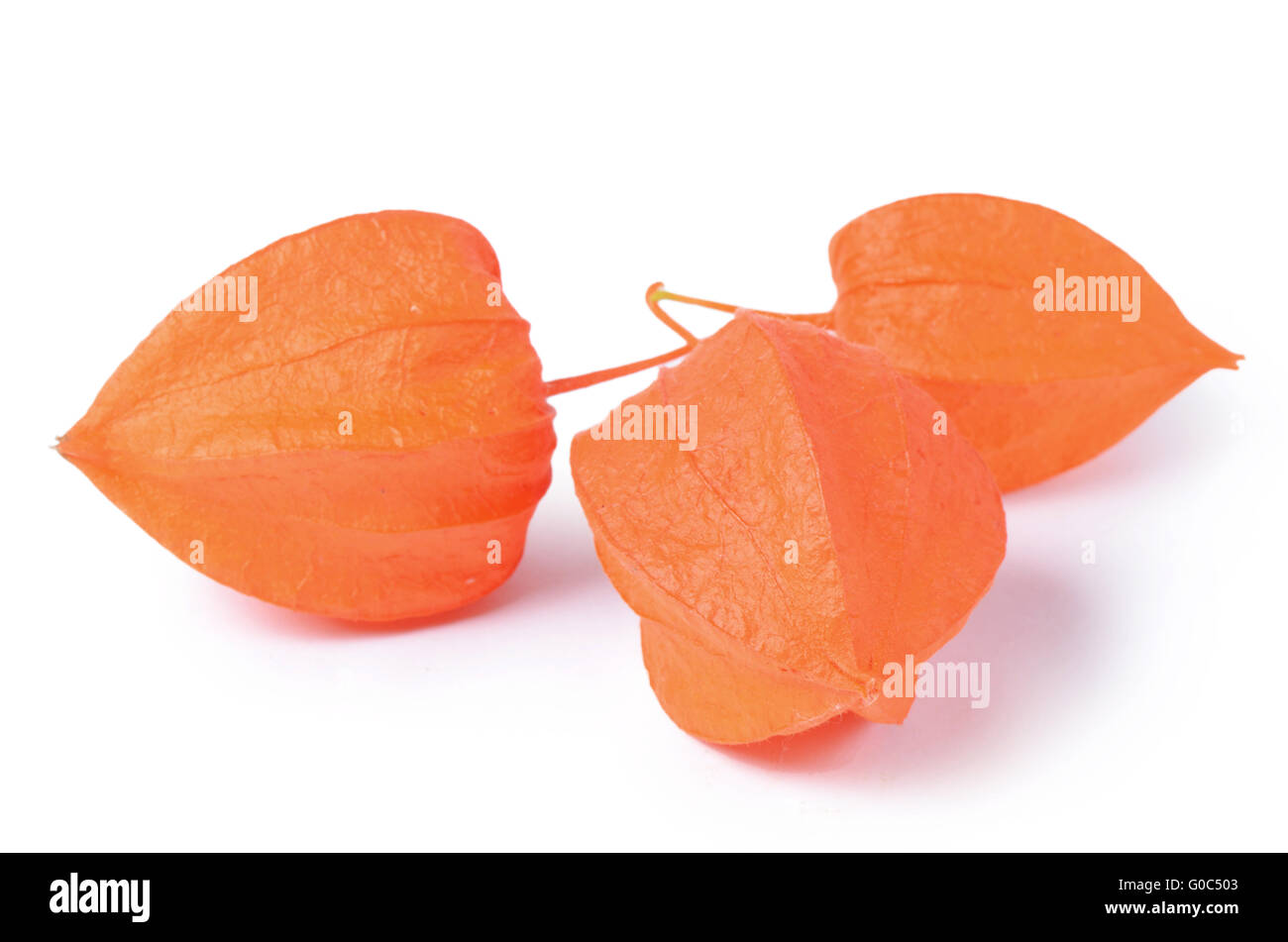 Orange Physalis isolated on white background Stock Photo - Alamy