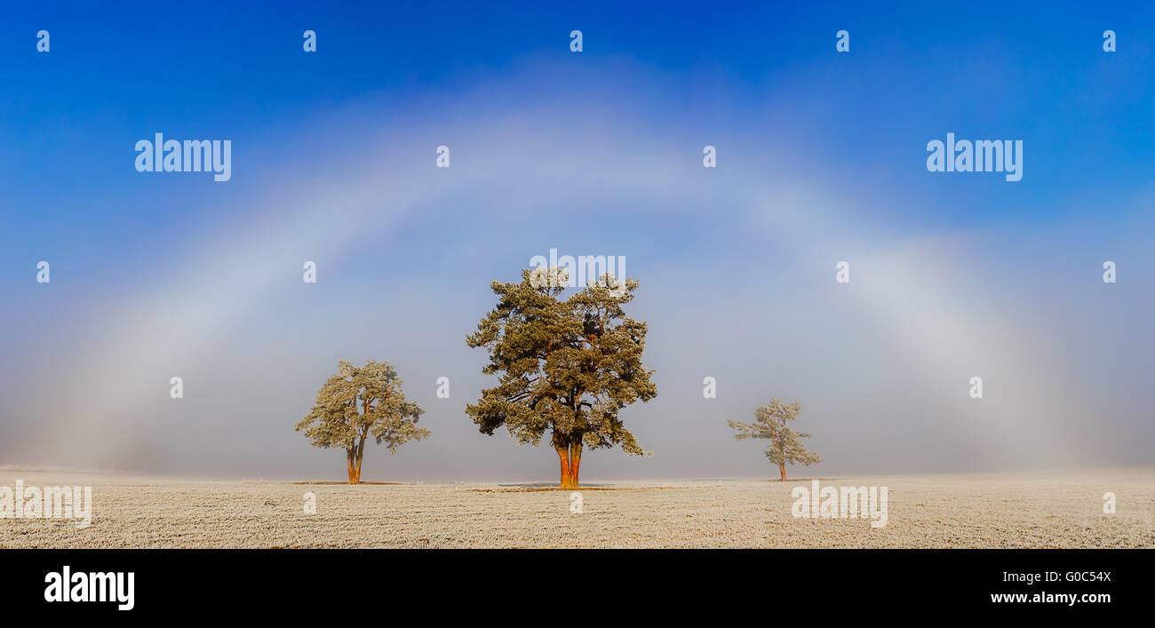 Grass landscape before trees hi-res stock photography and images - Alamy