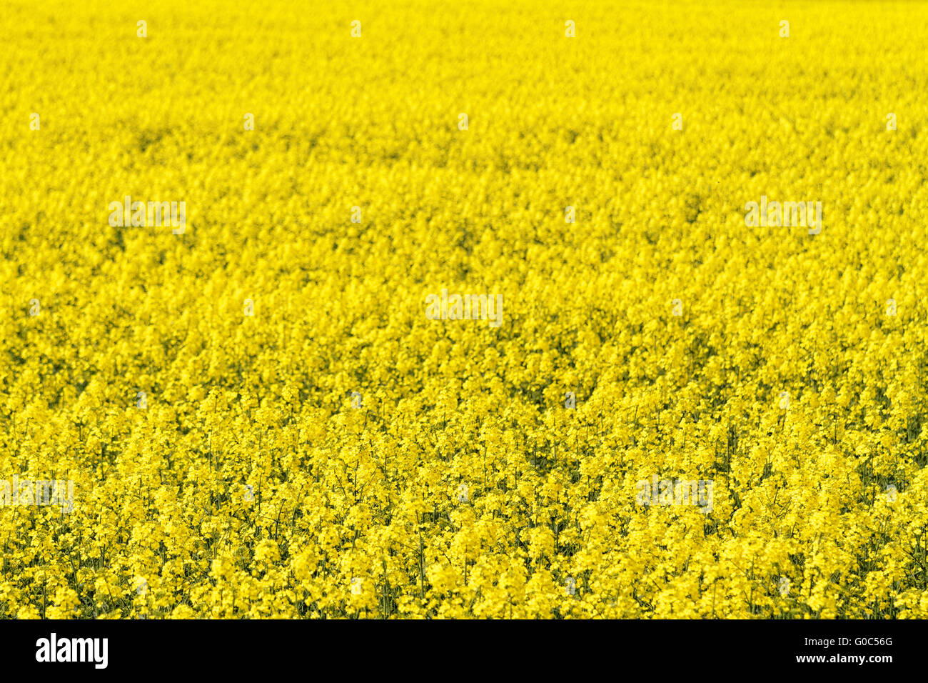 Blooming canola field - Rape on the field in summer Stock Photo - Alamy