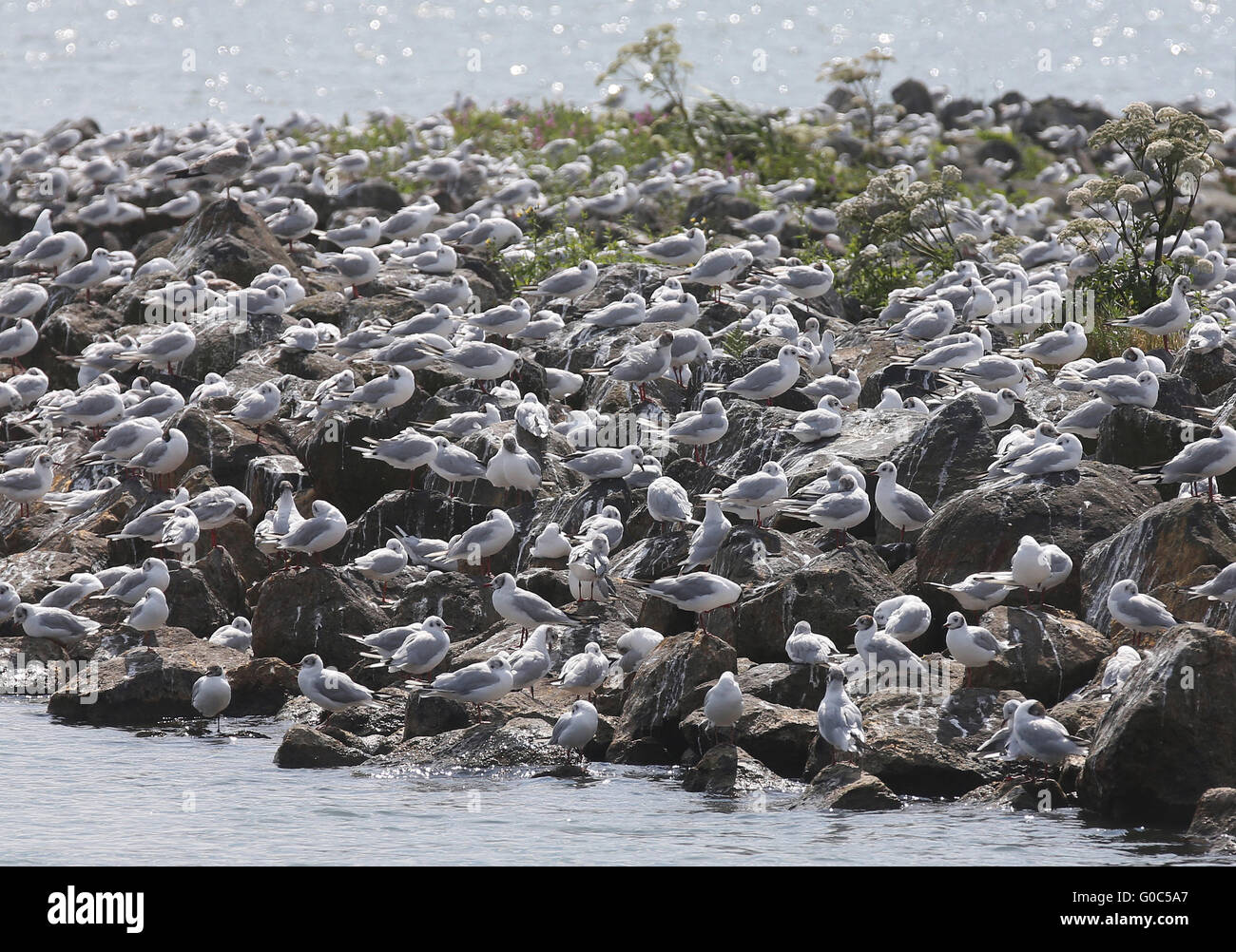 Gulls of netherlands hi-res stock photography and images - Alamy