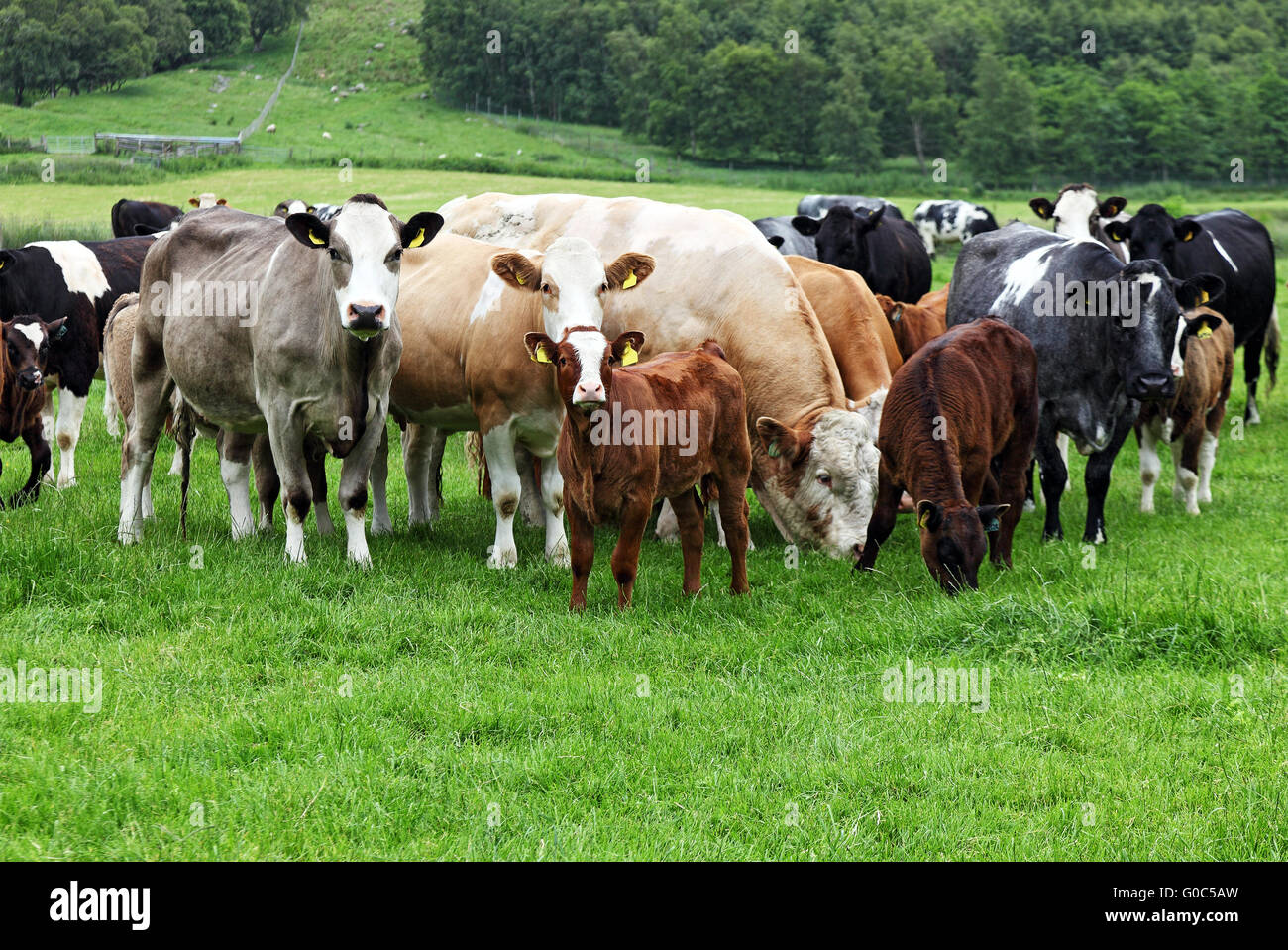Cows at a pasture in Scotland Stock Photo - Alamy