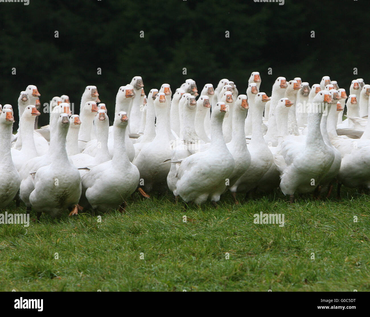 Gaensezucht hi-res stock photography and images - Alamy
