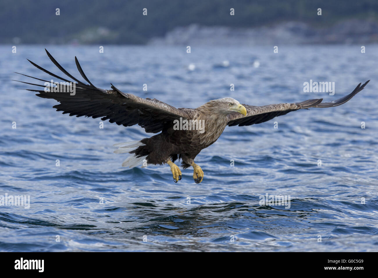 swoop white-tailed eagle attacks a fish Stock Photo - Alamy