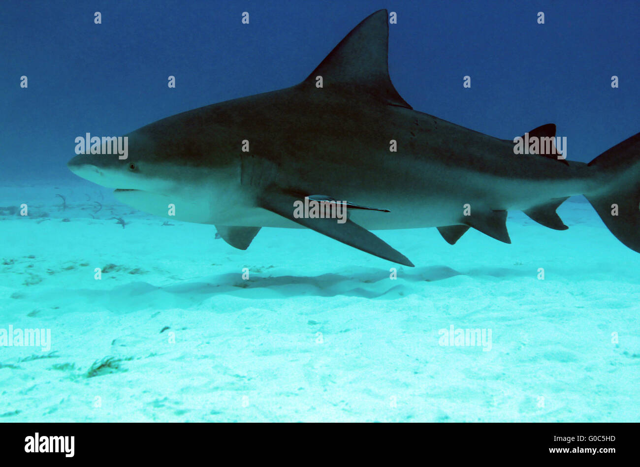 Bull shark hi-res stock photography and images - Alamy