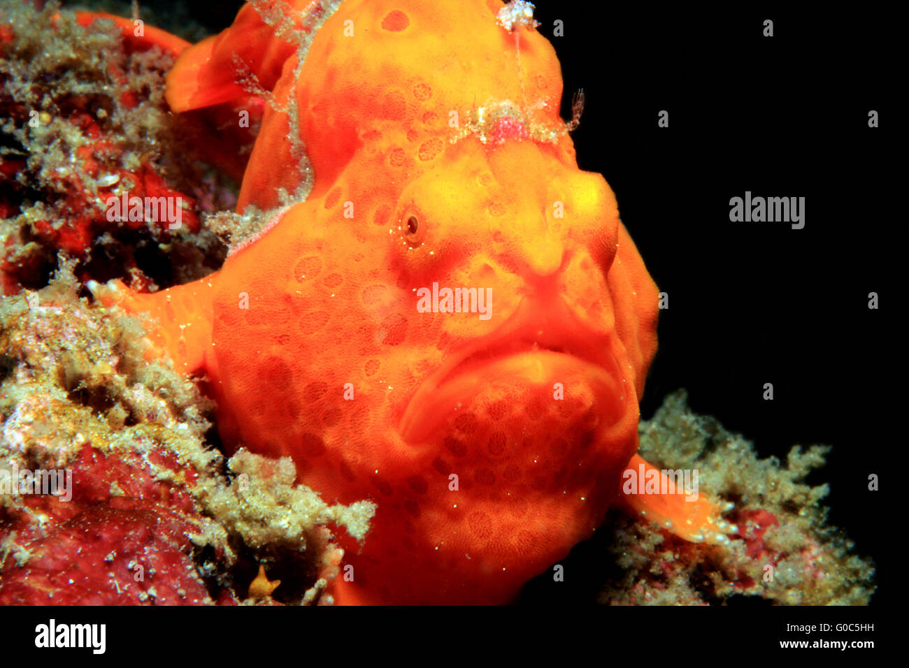 Painted angler fish hi-res stock photography and images - Alamy
