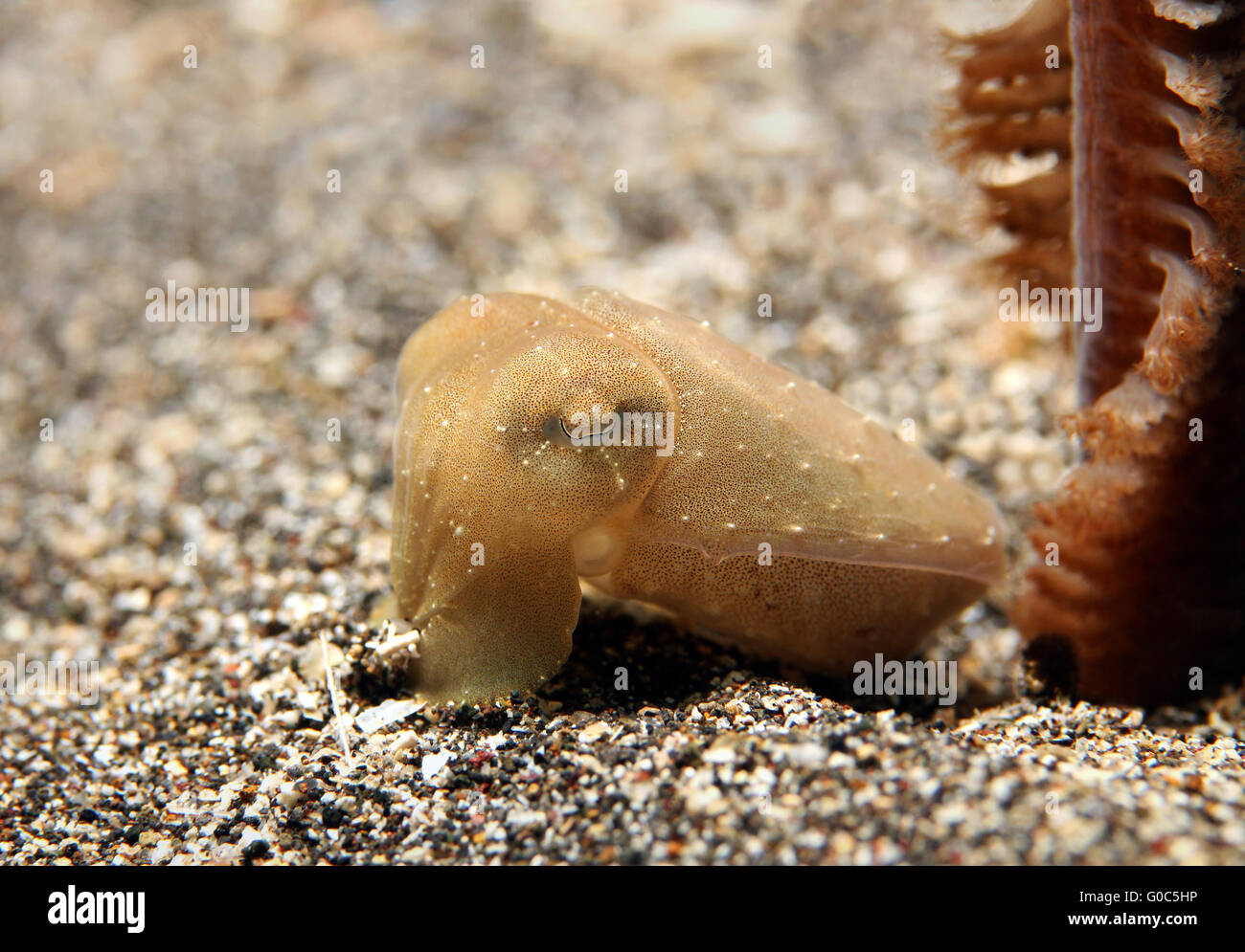 Pygmy octopus hi-res stock photography and images - Alamy