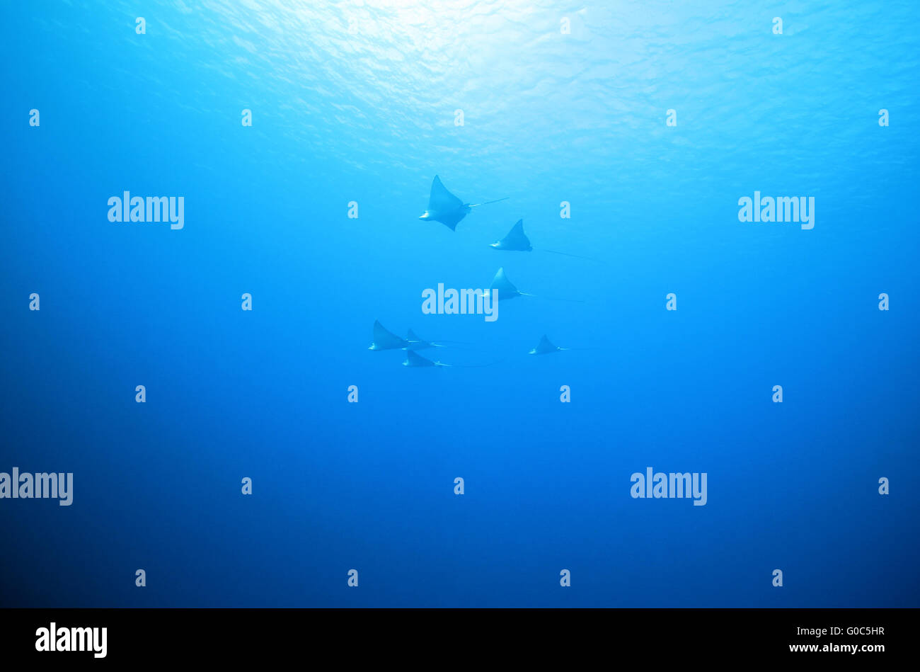 Spotted eagle ray coral reef hi-res stock photography and images - Alamy