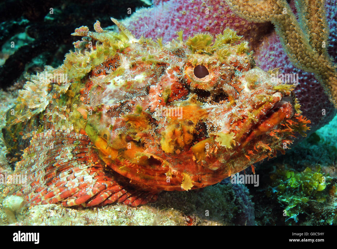 Spotted scorpionfish hi-res stock photography and images - Alamy