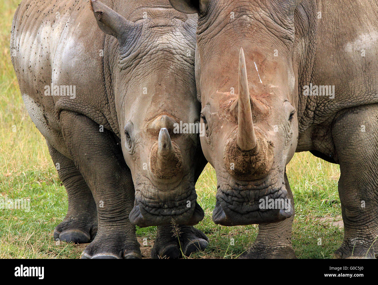 White rhino couple hi-res stock photography and images - Alamy