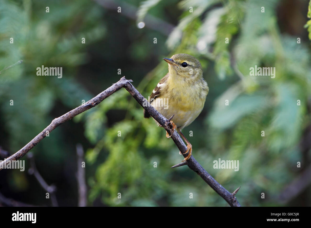 Female Blackpoll High Resolution Stock Photography and Images - Alamy
