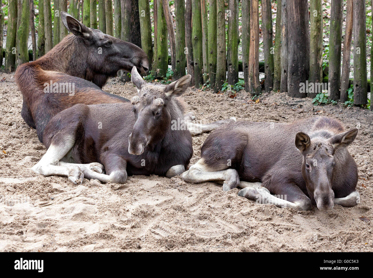 Three elks in a zoo Stock Photo - Alamy