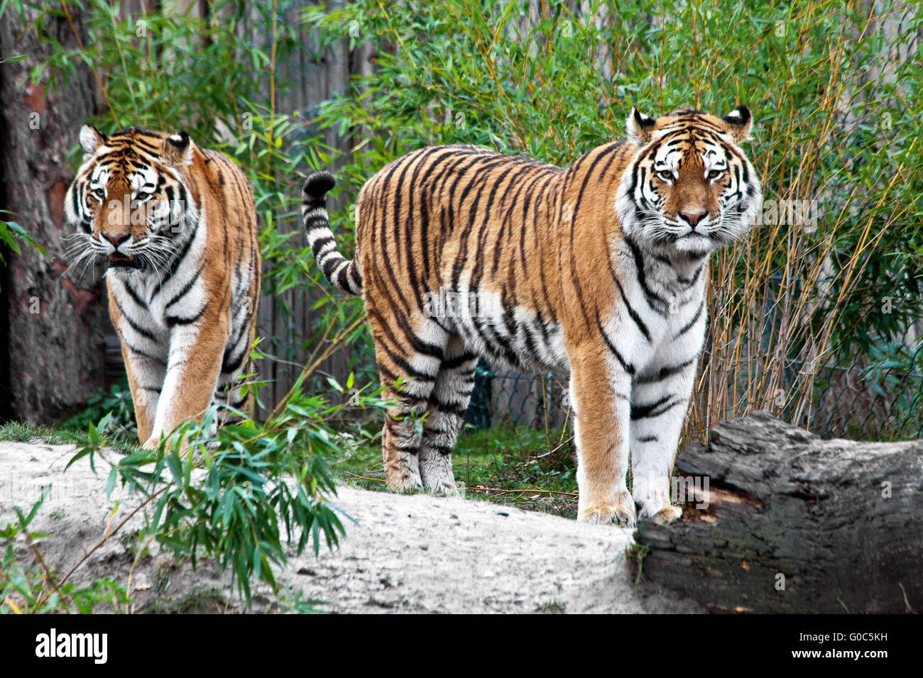 Two tigers in a zoo Stock Photo - Alamy
