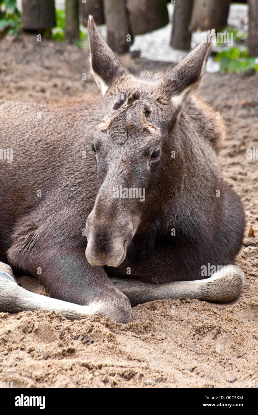 Young elk in the zoo Stock Photo - Alamy