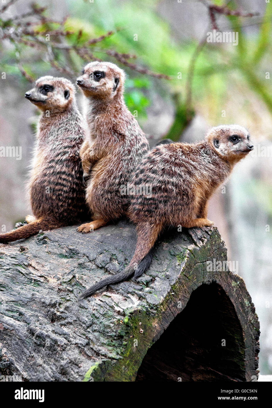 Three Meerkats in a zoo Stock Photo - Alamy