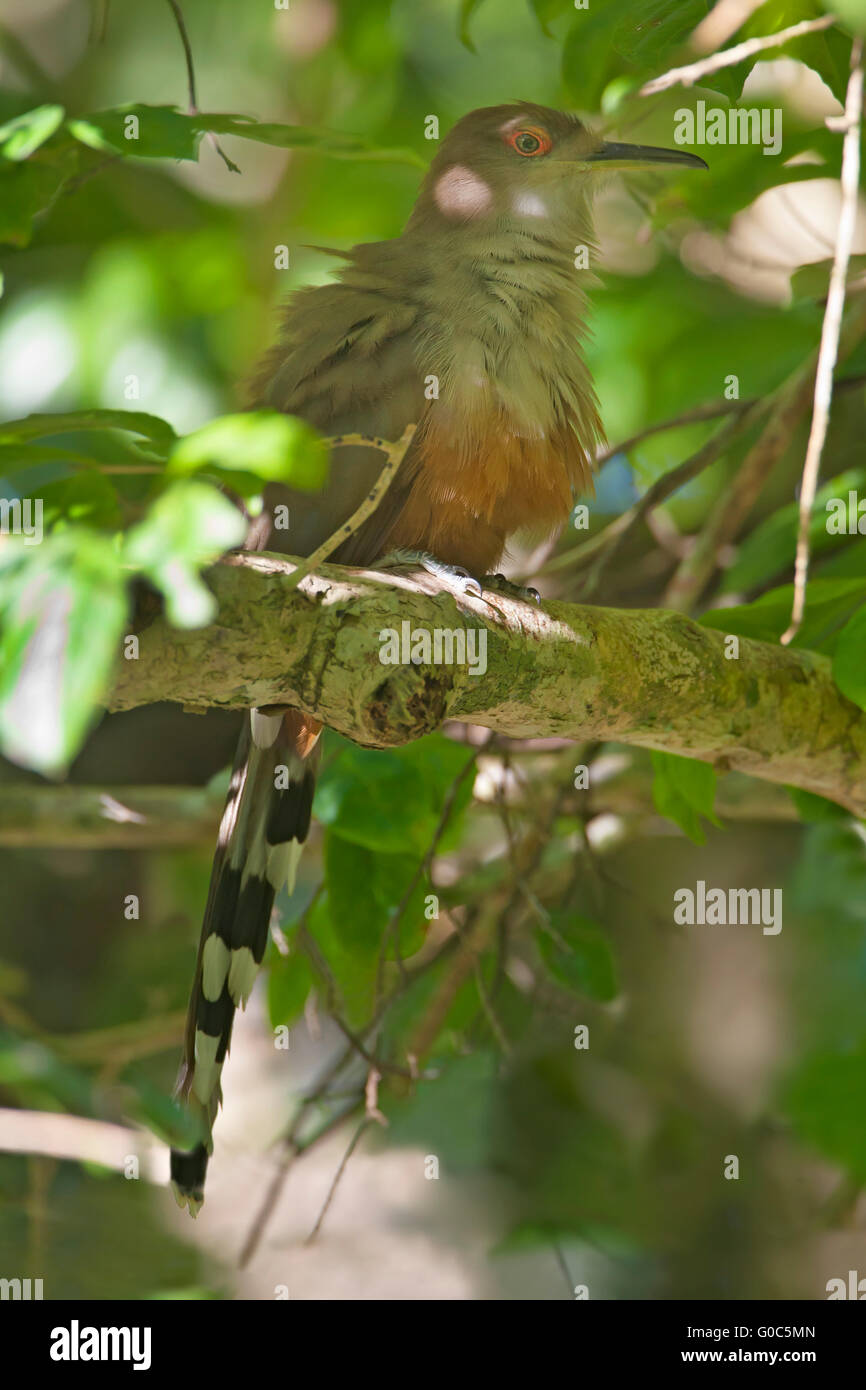 Puerto Rican lizard cuckoo (Coccyzus vieilloti) sitting on branch ...