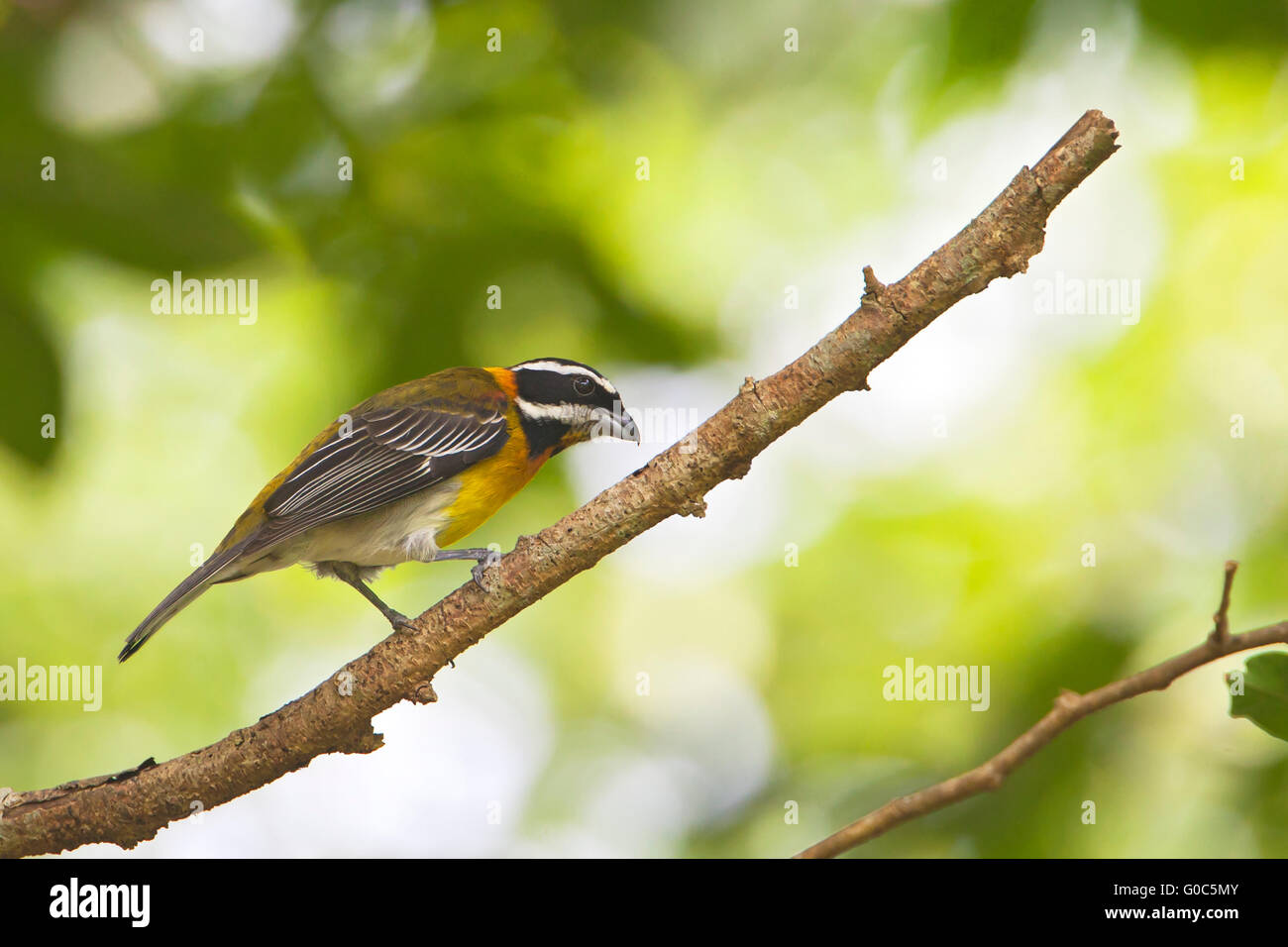 Puerto Rico Spindalis (Spindalis portoricensis), El Yunque Rain Forest ...