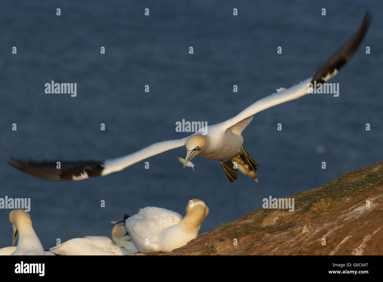 Flying gannet hi-res stock photography and images - Alamy