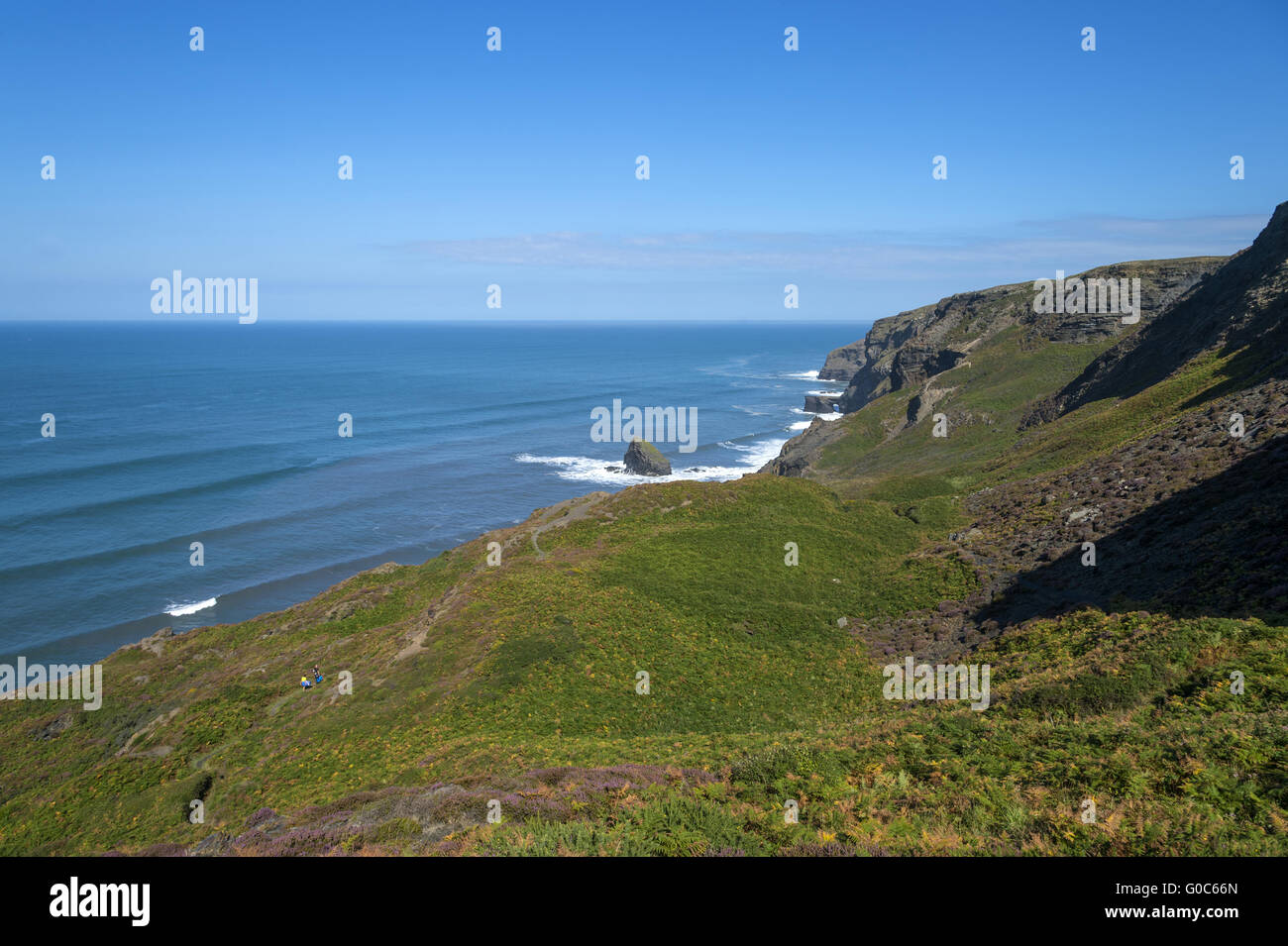 Cliff ferns hi-res stock photography and images - Alamy