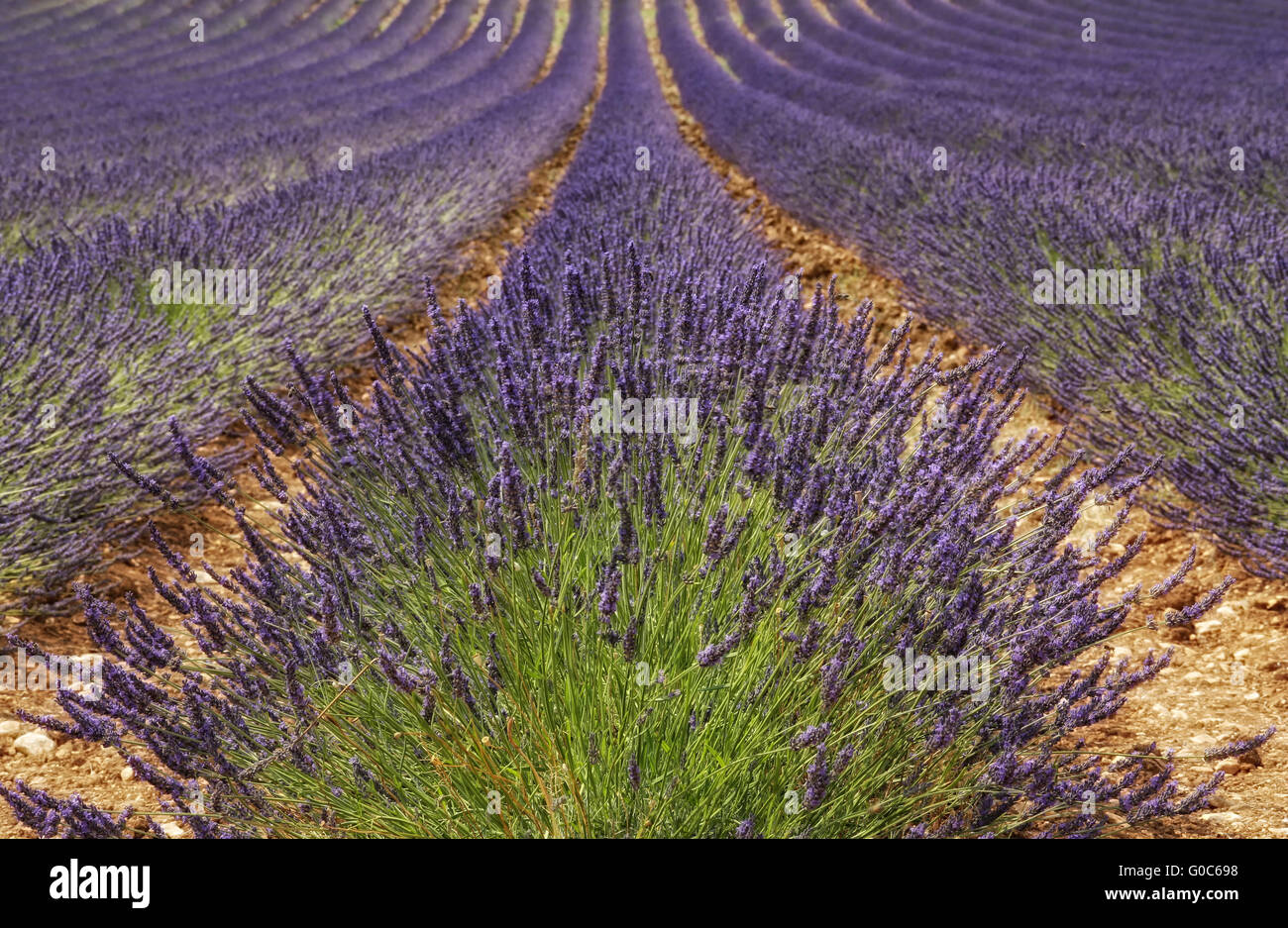 lavender field 2 Stock Photo - Alamy
