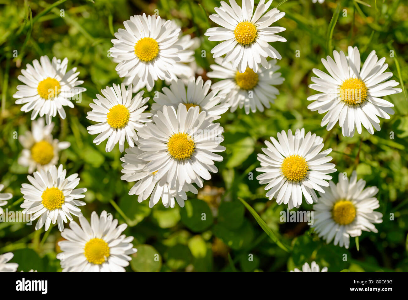 Daisy texture hi-res stock photography and images - Alamy