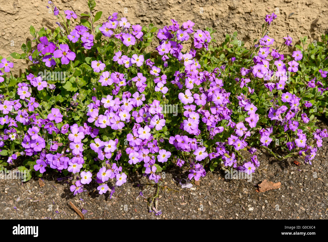 Very small bush hi-res stock photography and images - Alamy