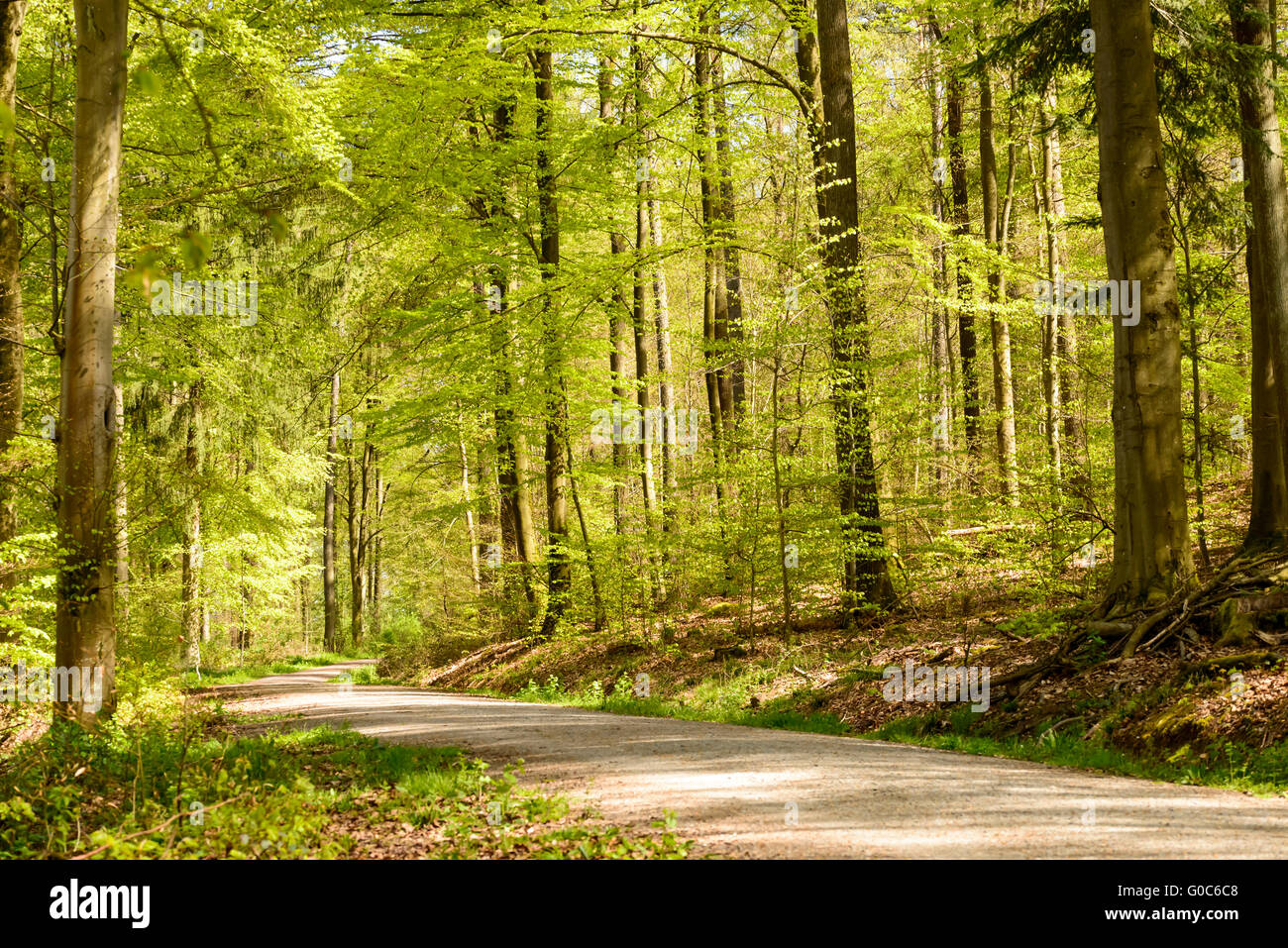 dirt road in the springtime woods, Stuttgart Stock Photo - Alamy
