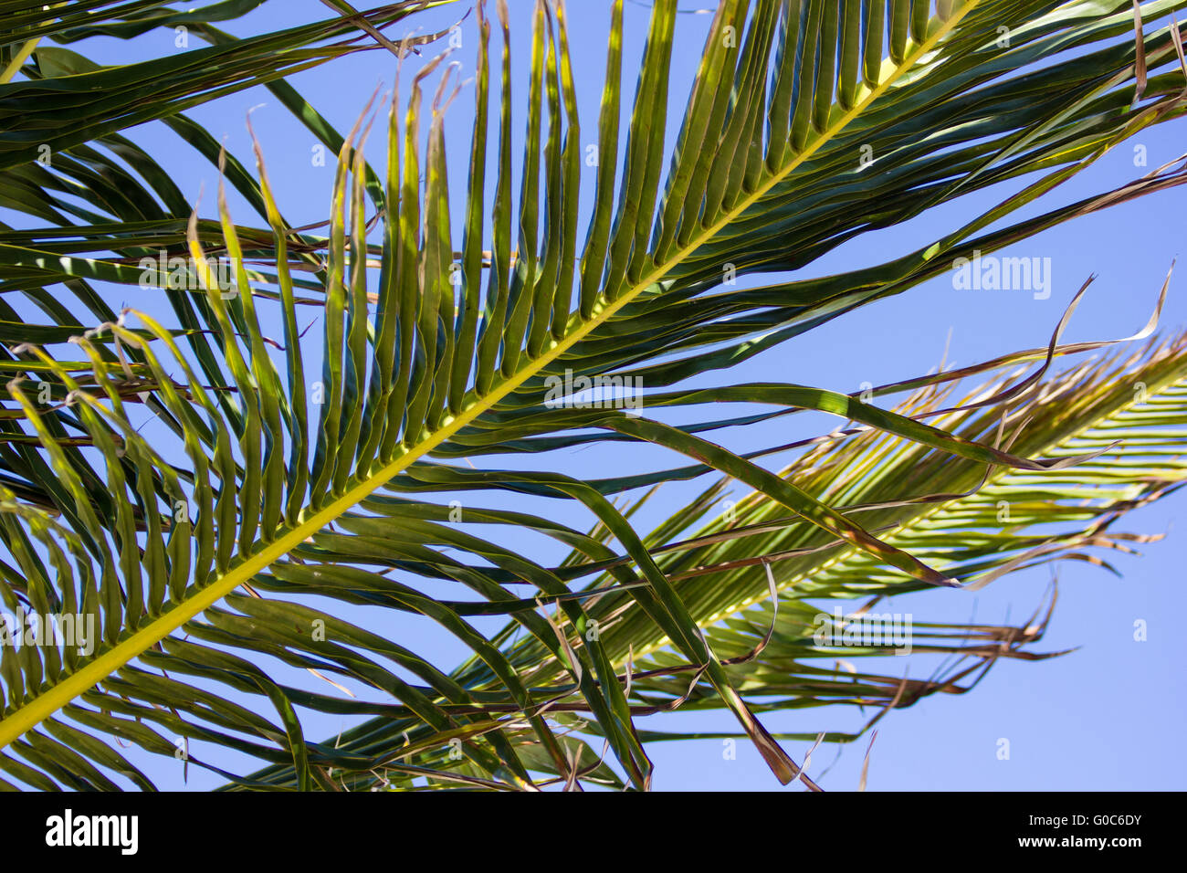 Palm trees waving hi-res stock photography and images - Alamy