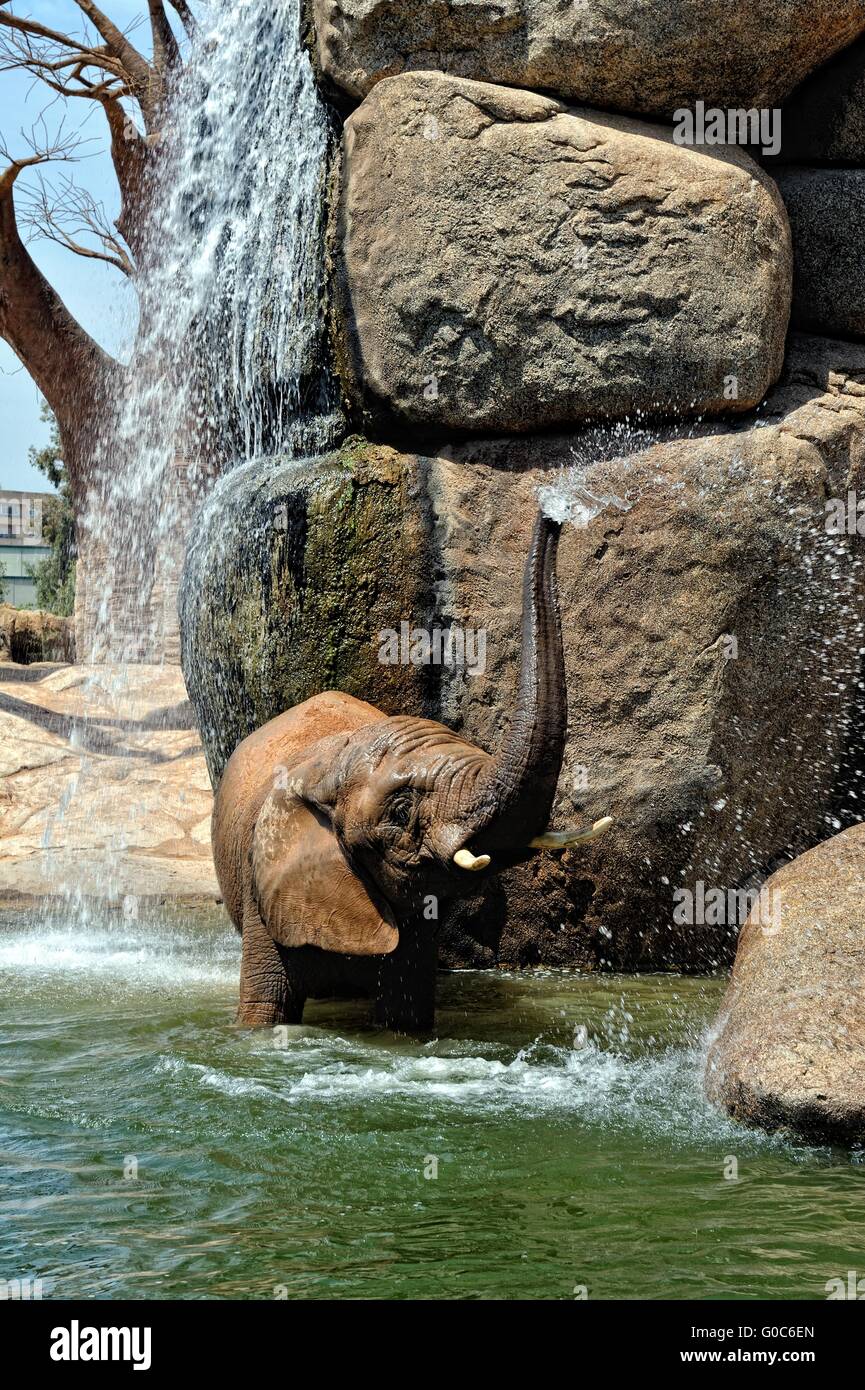 African elephant waterfall hi-res stock photography and images - Alamy