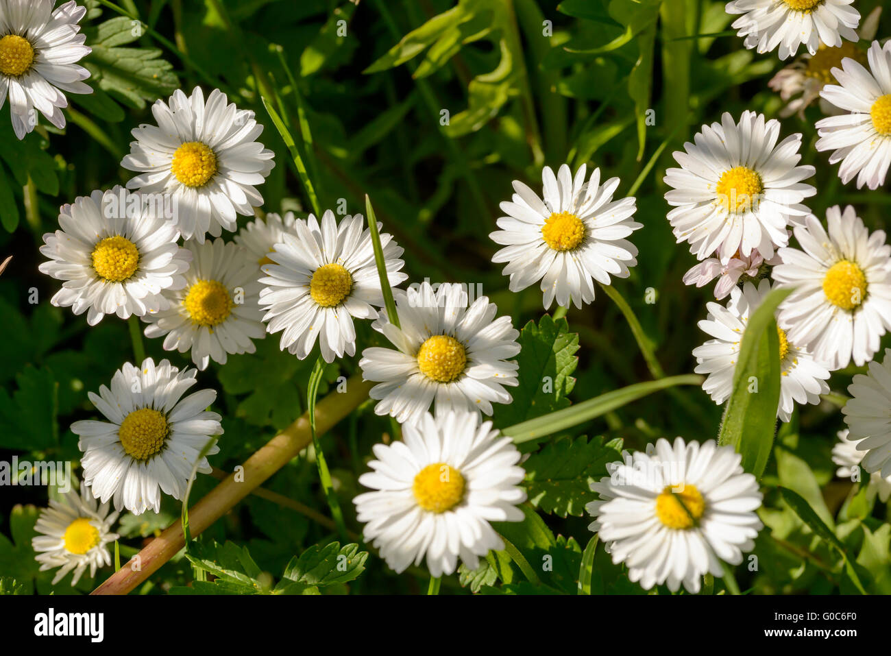 Daisy texture hi-res stock photography and images - Alamy