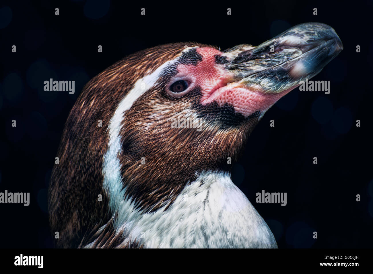 Beautiful penguin hi-res stock photography and images - Alamy