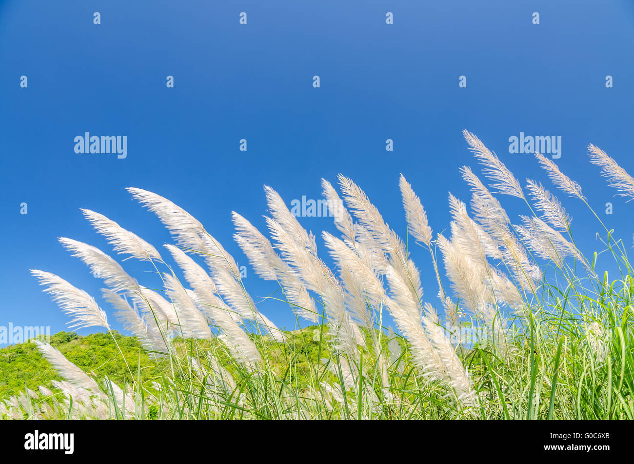 Wind blowing through trees blue sky hi-res stock photography and images ...