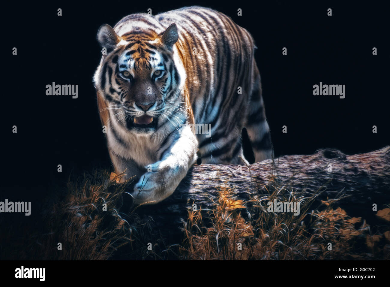 Jagd tiger hi-res stock photography and images - Alamy