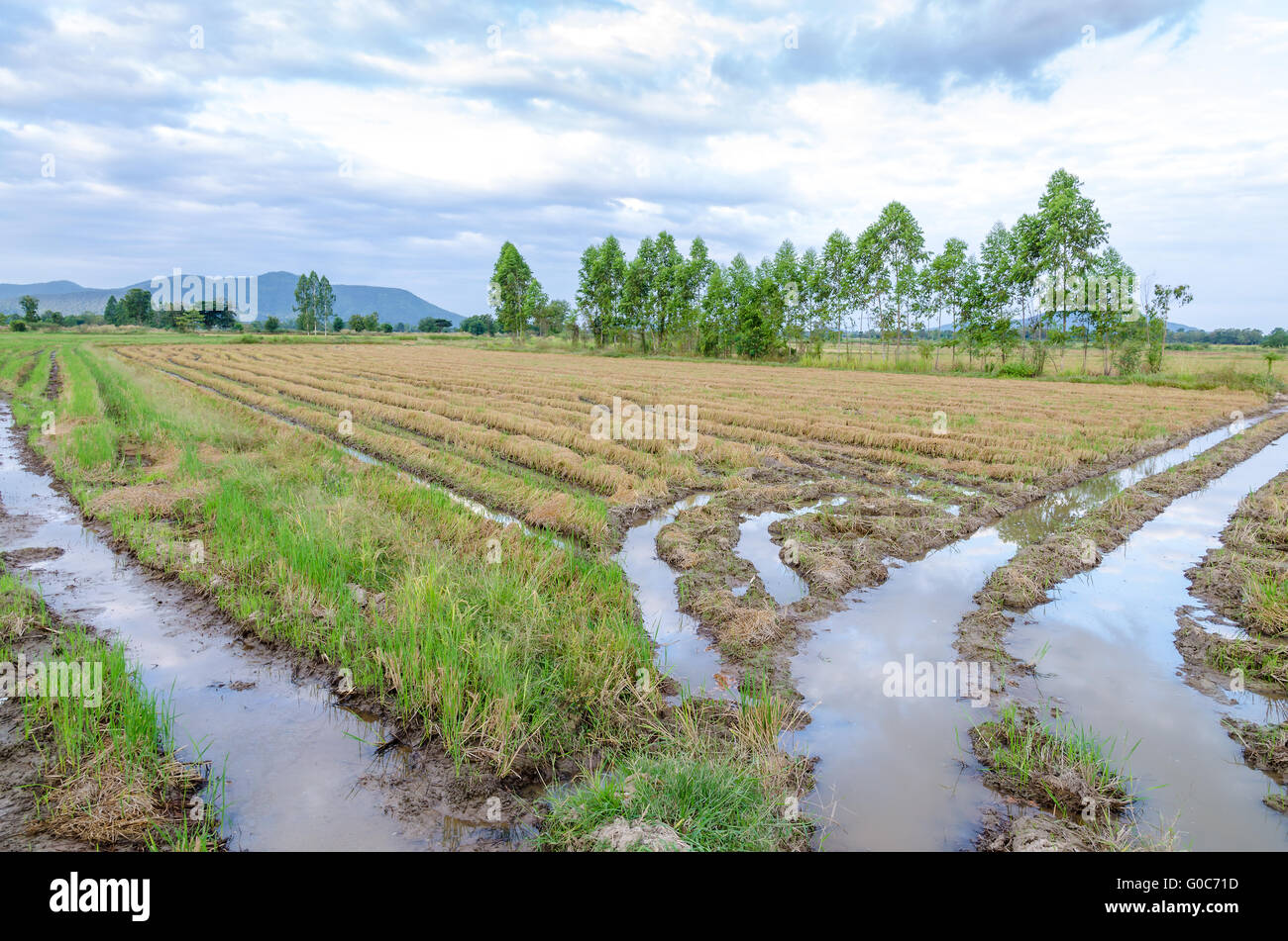 Dry Paddy Field High Resolution Stock Photography and Images - Alamy