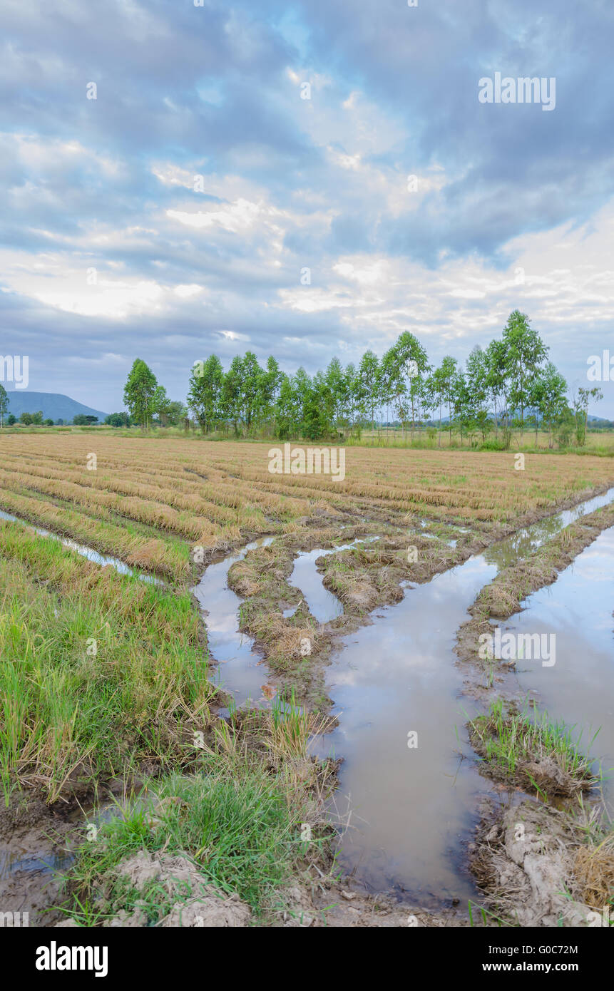 Dry Paddy High Resolution Stock Photography and Images - Alamy