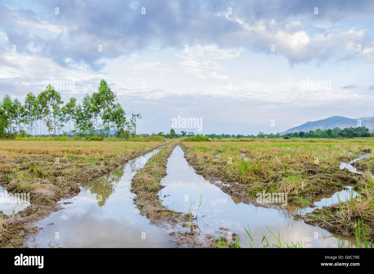 Dry Paddy Field High Resolution Stock Photography and Images - Alamy
