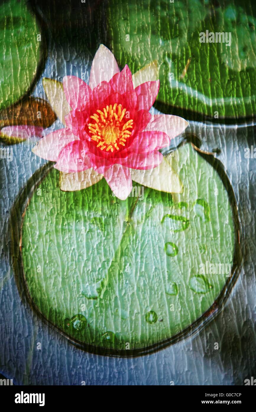 Flor layer hi-res stock photography and images - Alamy