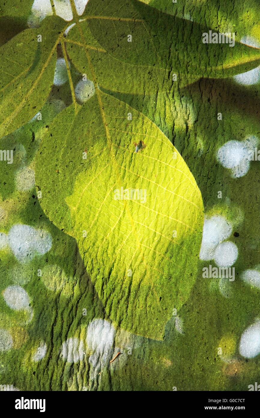 Multiexposure tree hi-res stock photography and images - Alamy