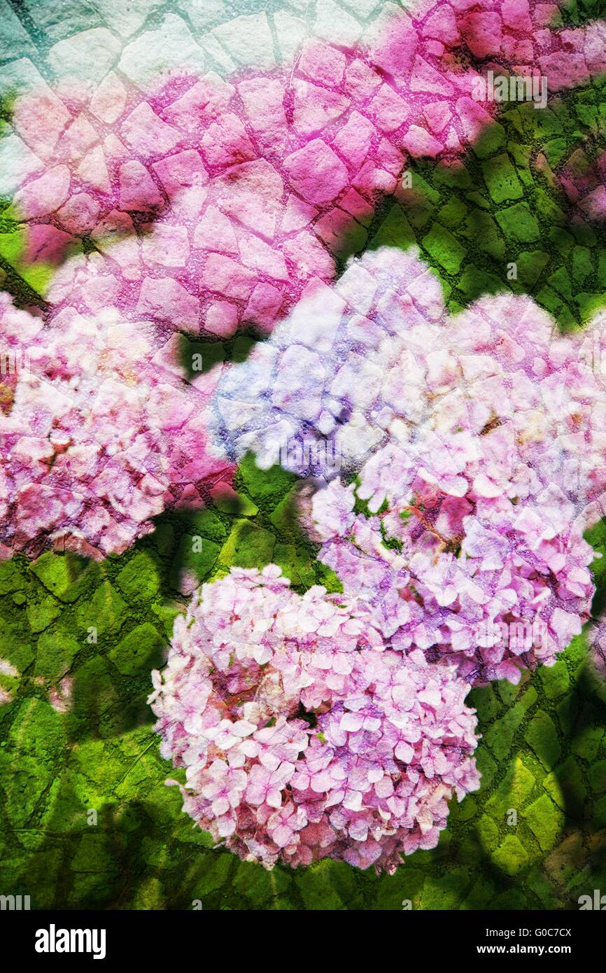 Double layer flower hi-res stock photography and images - Alamy