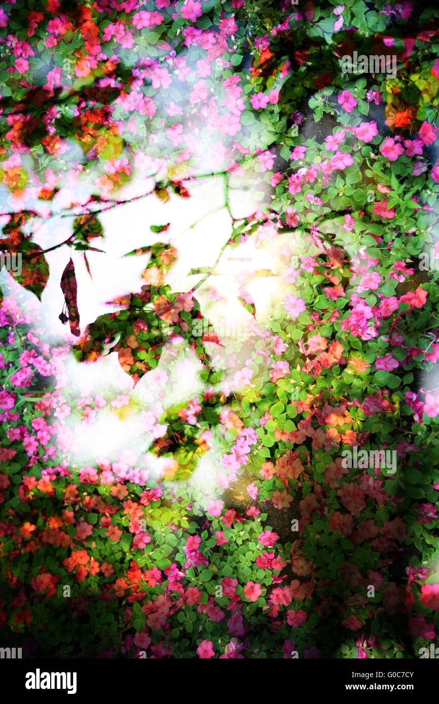 Double layer flower hi-res stock photography and images - Alamy