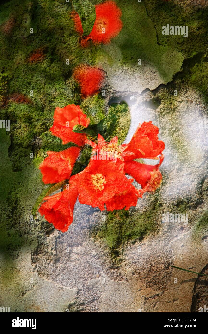 Double layer flower hi-res stock photography and images - Alamy