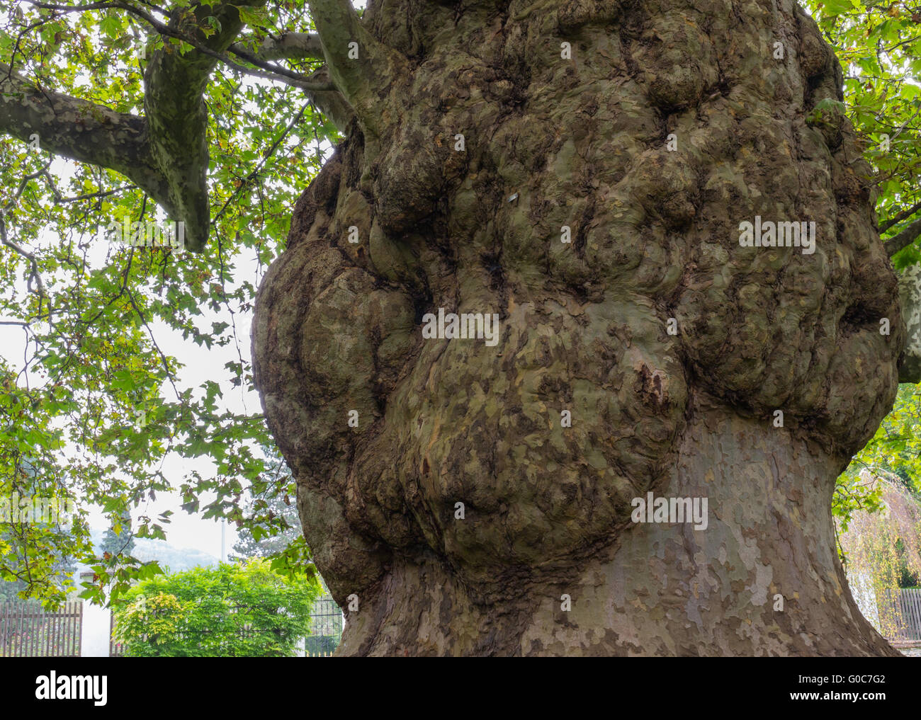 Burl on a tree,Freak of nature Stock Photo - Alamy