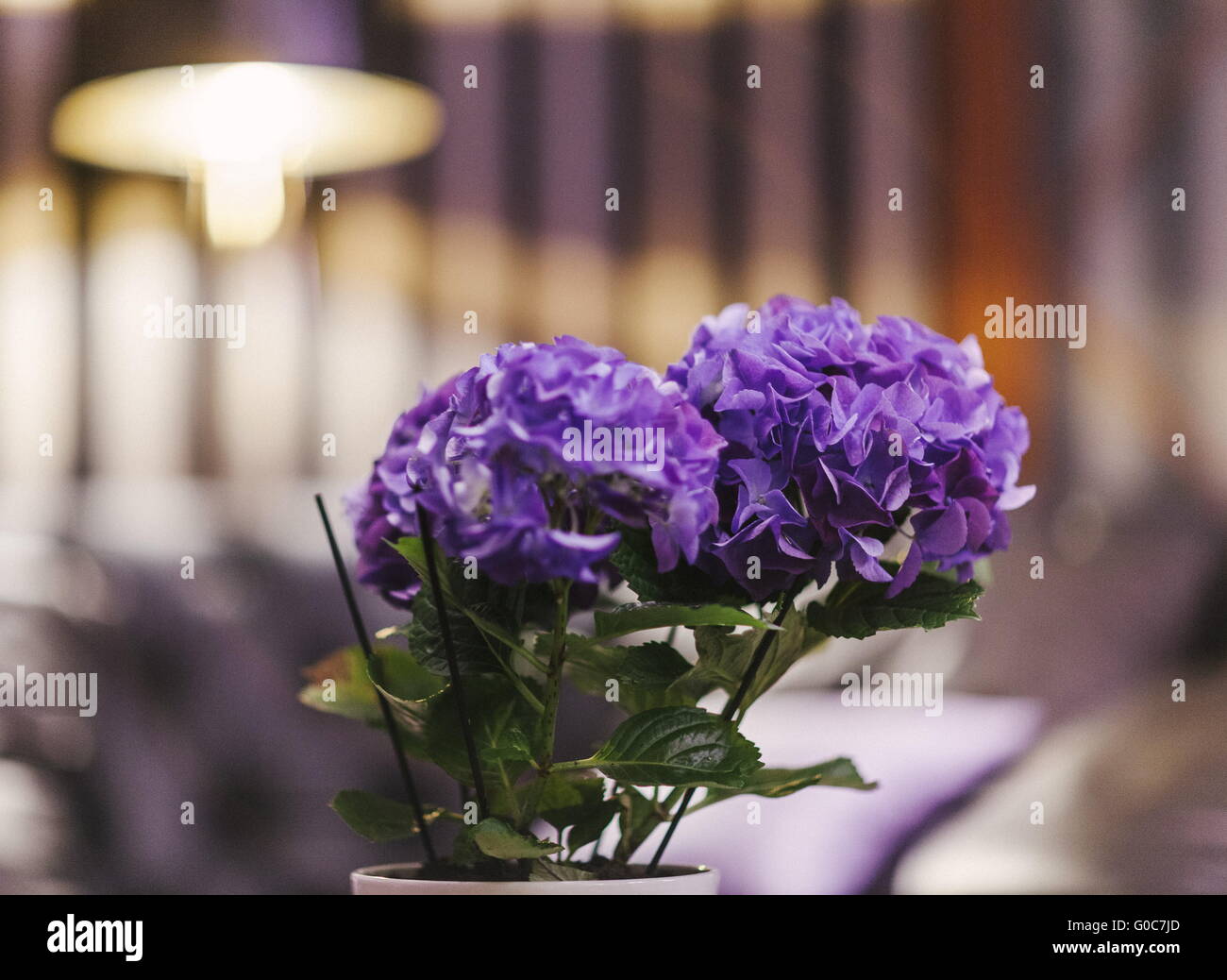 living flowers in the interior Stock Photo - Alamy