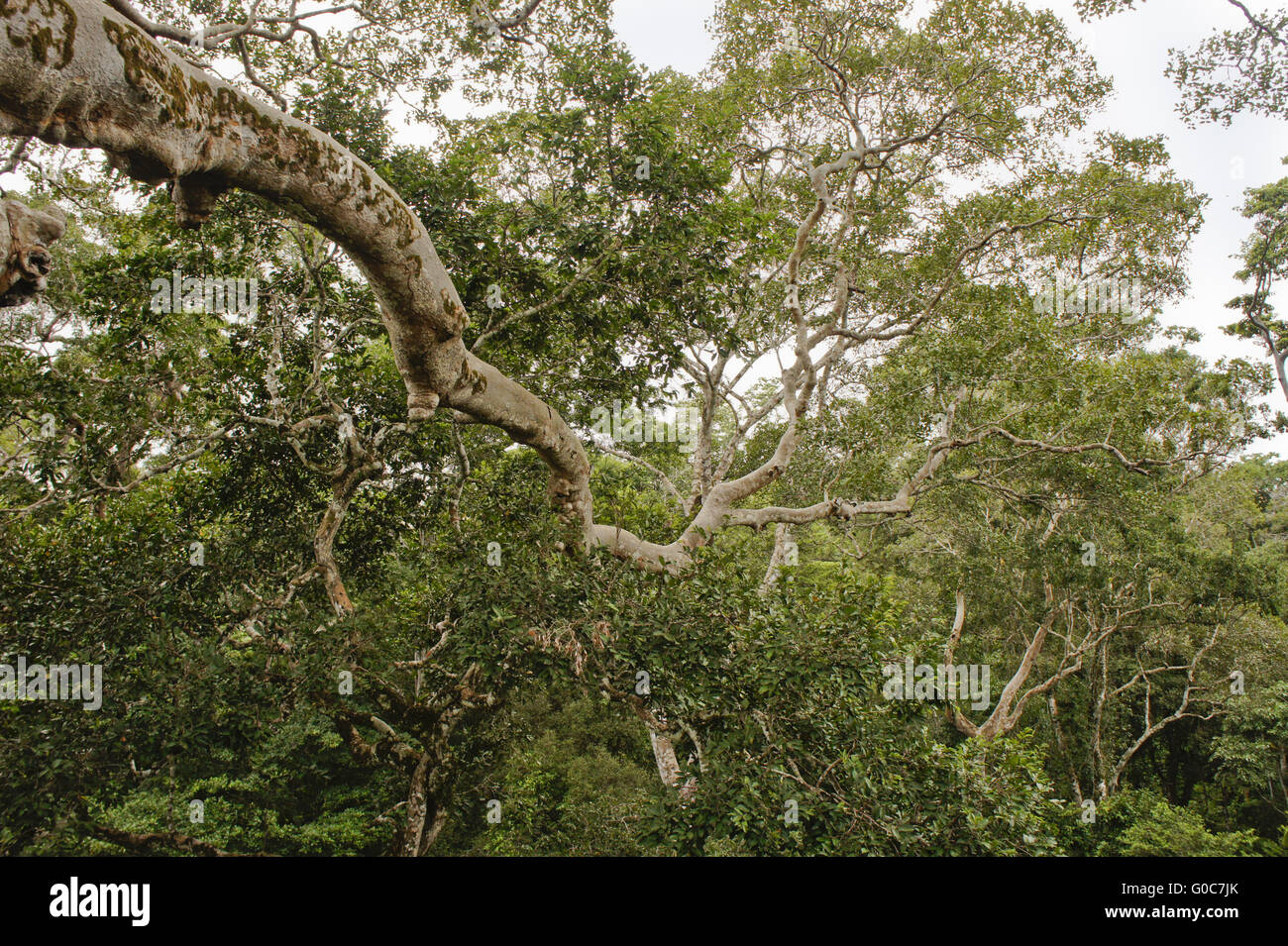 Amazonas basin hi-res stock photography and images - Alamy
