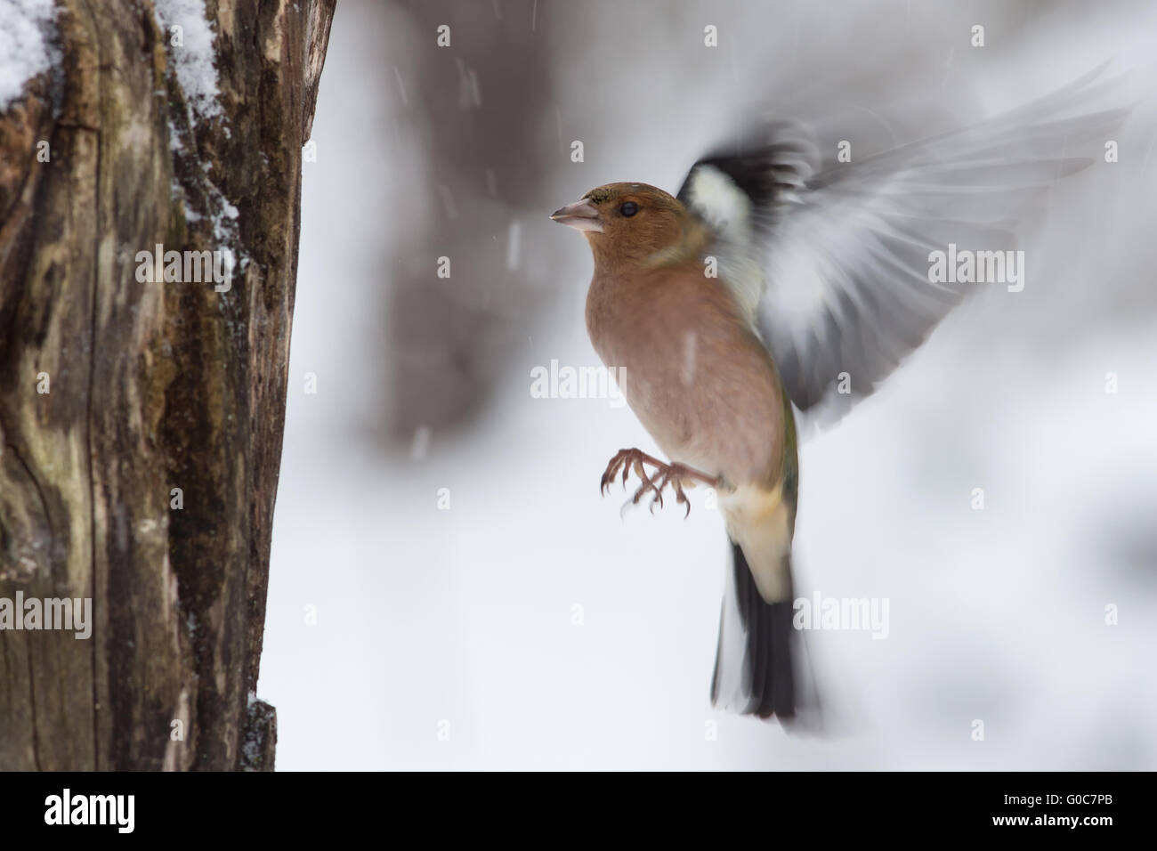 Chaffinch flying hi-res stock photography and images - Alamy