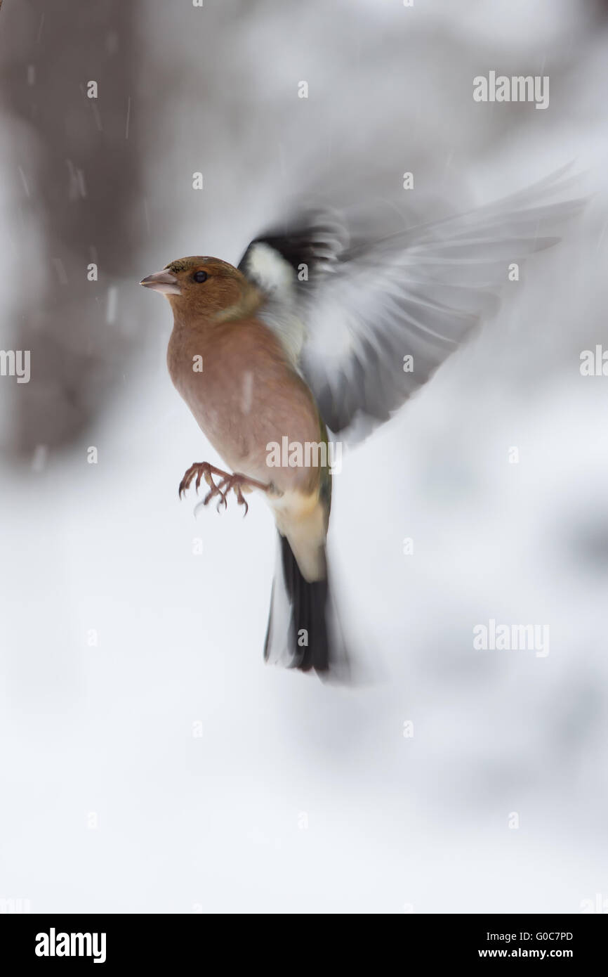 Chaffinch flying hi-res stock photography and images - Alamy