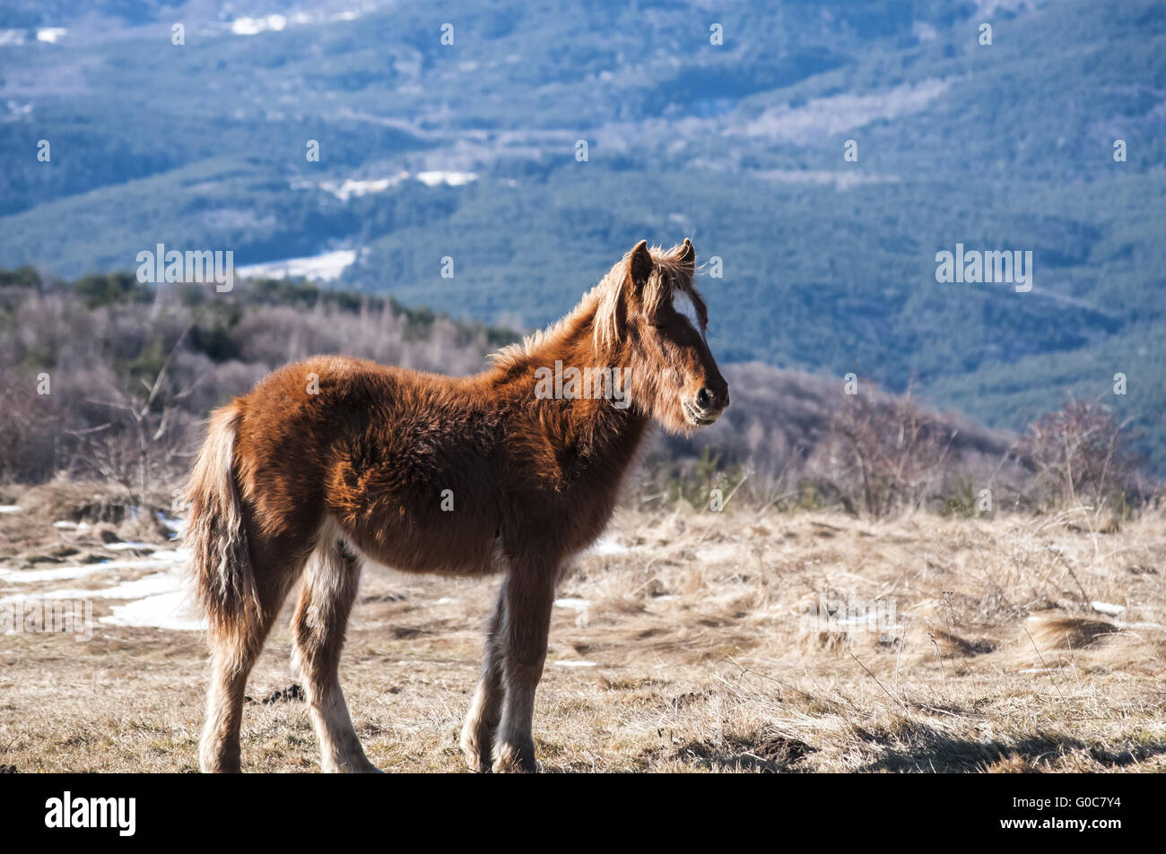 Hinny hi-res stock photography and images - Alamy