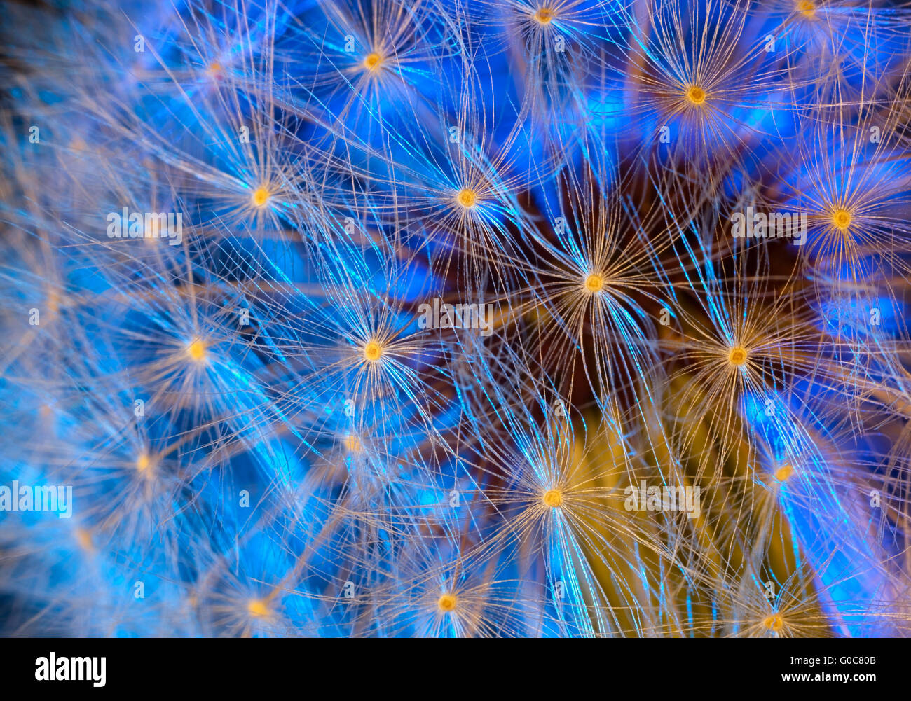 Dandelion with a beautiful blue backlight. macro Stock Photo - Alamy