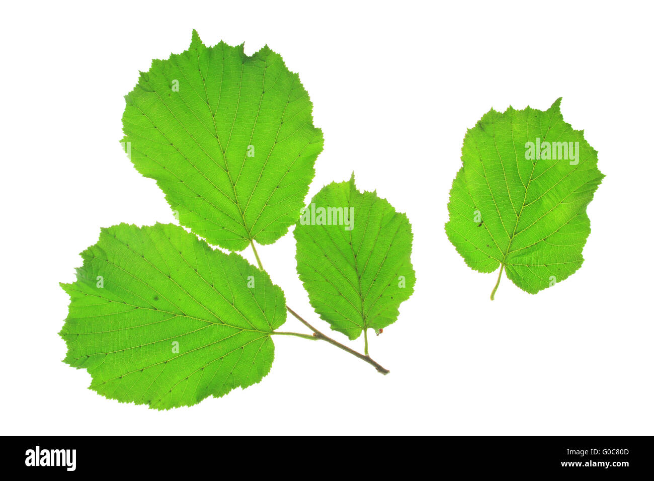 Little twig of the hazel tree (Corylus avellana Stock Photo - Alamy