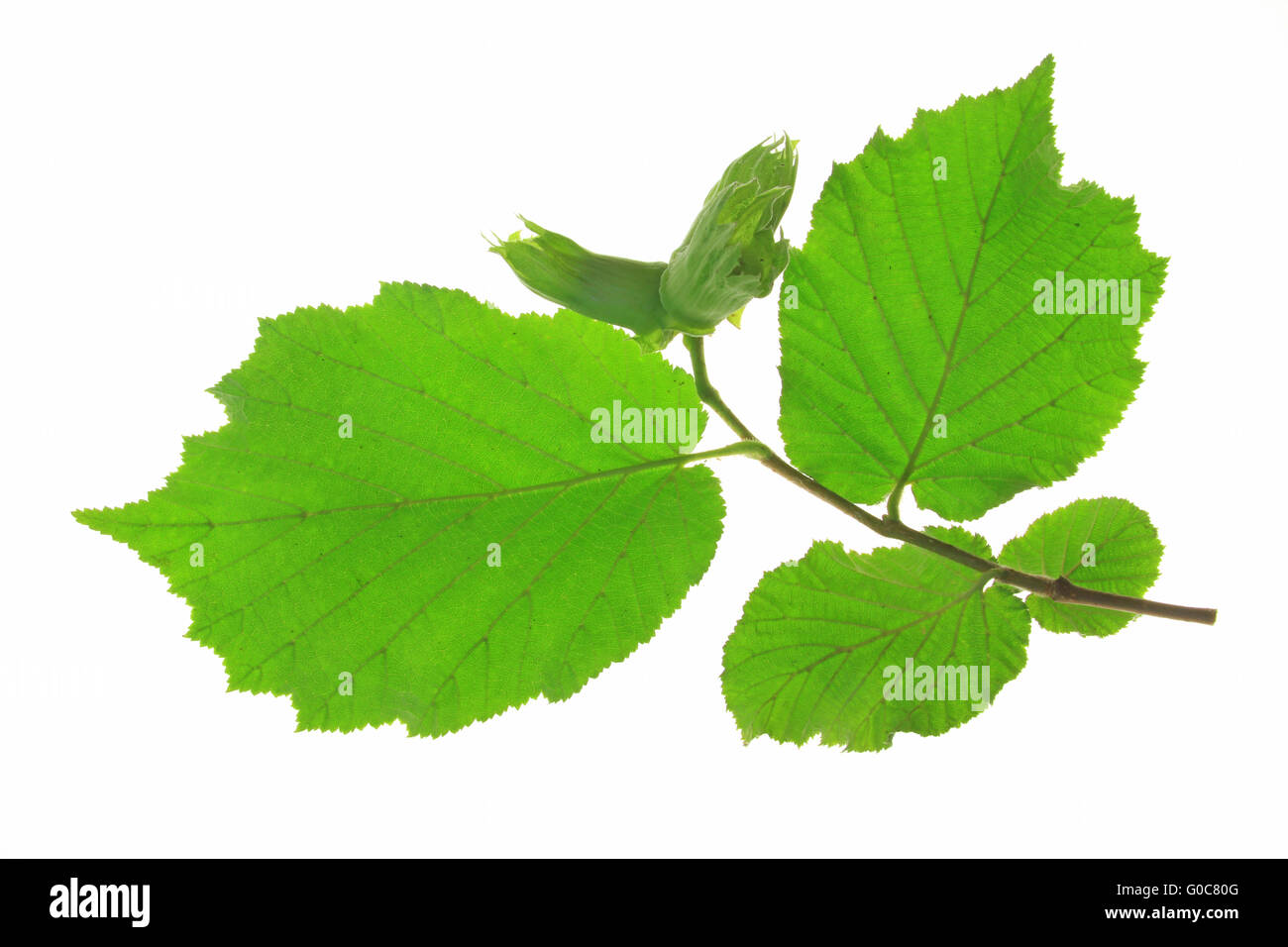 Little twig of the hazel tree (Corylus avellana Stock Photo - Alamy