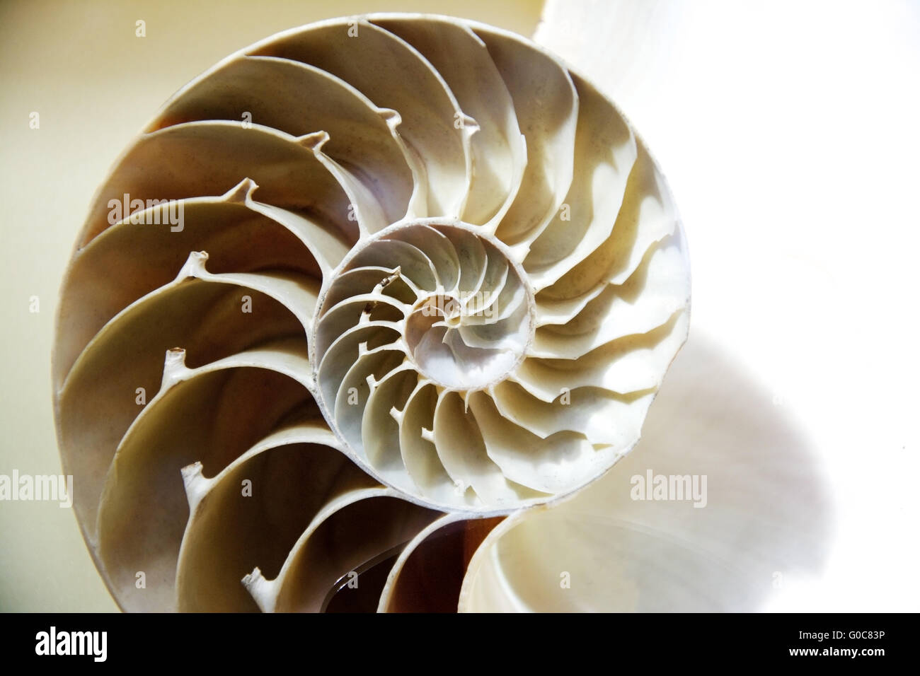 Seashell cut open Stock Photo - Alamy